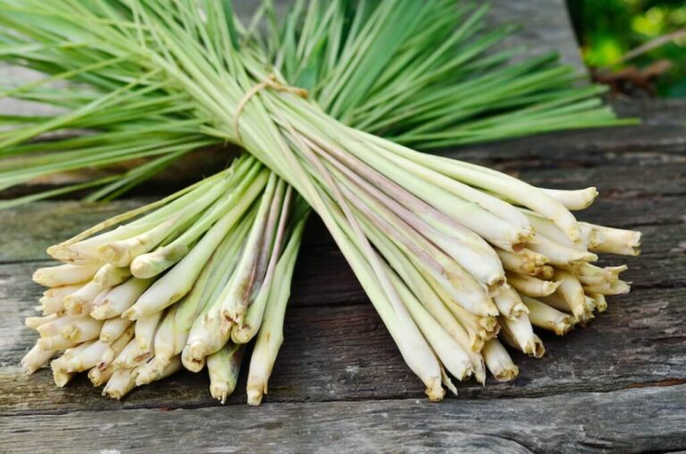 LemonGrass /Sera/ සේර – Pure Organic Spices Sri lanka